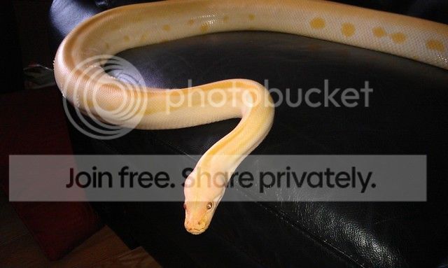 albino greens & green het albino green | Reptile Forums