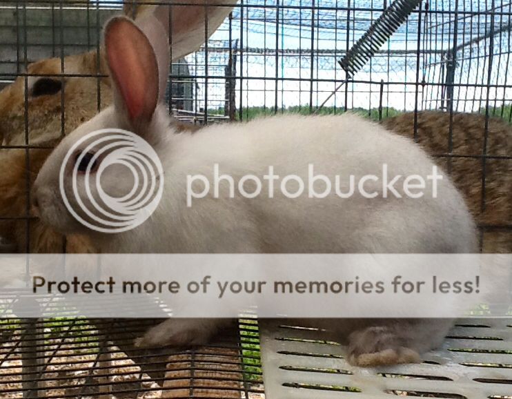 Swooning over Sallander! | Rabbit Talk - Meat Rabbit & Farming Forum