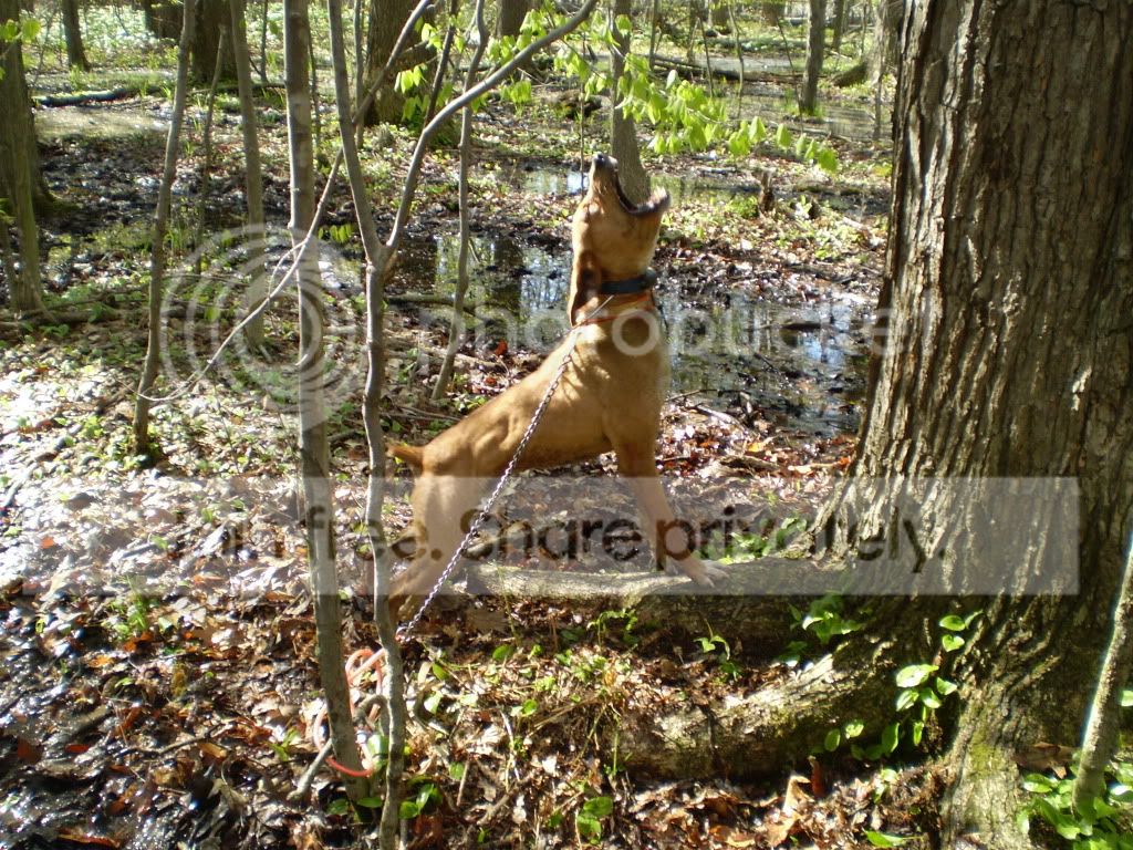 Squirrel Dogs | The HuntingPA.com Outdoor Community